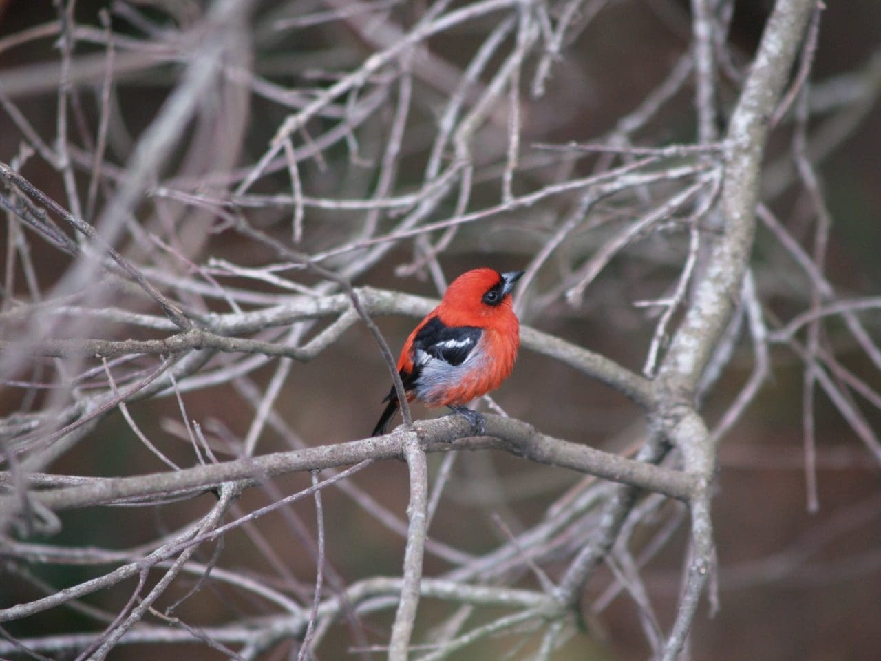 Conservation Es - Donations