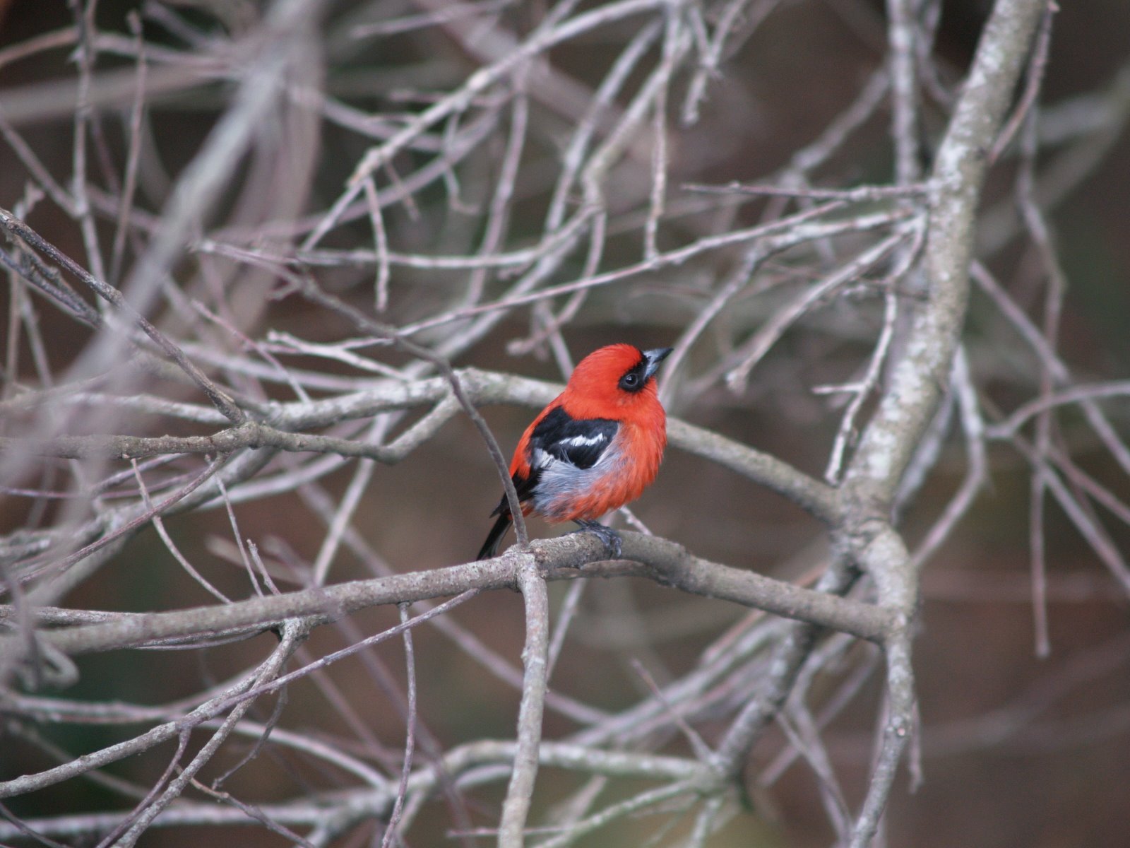 Conservation Es - Donations